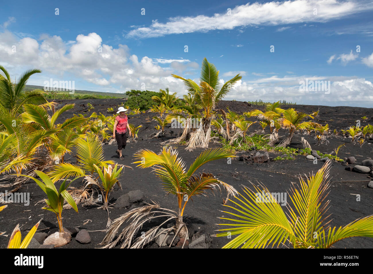 Trees flow hi-res stock photography and images - Alamy
