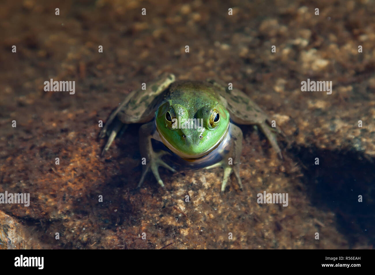Green frog inside water Stock Photo - Alamy