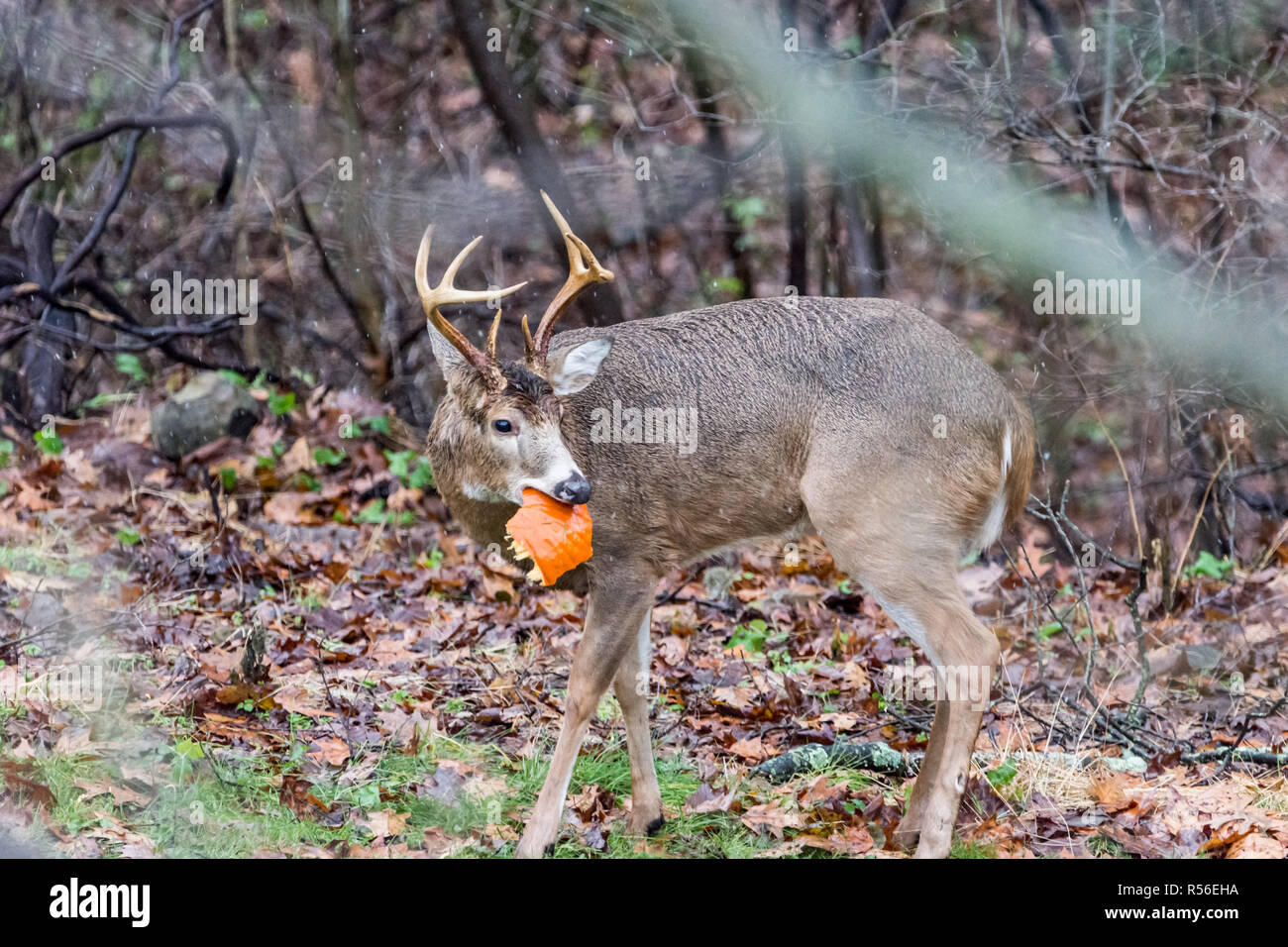 Pumpkin animal eating hi-res stock photography and images - Alamy