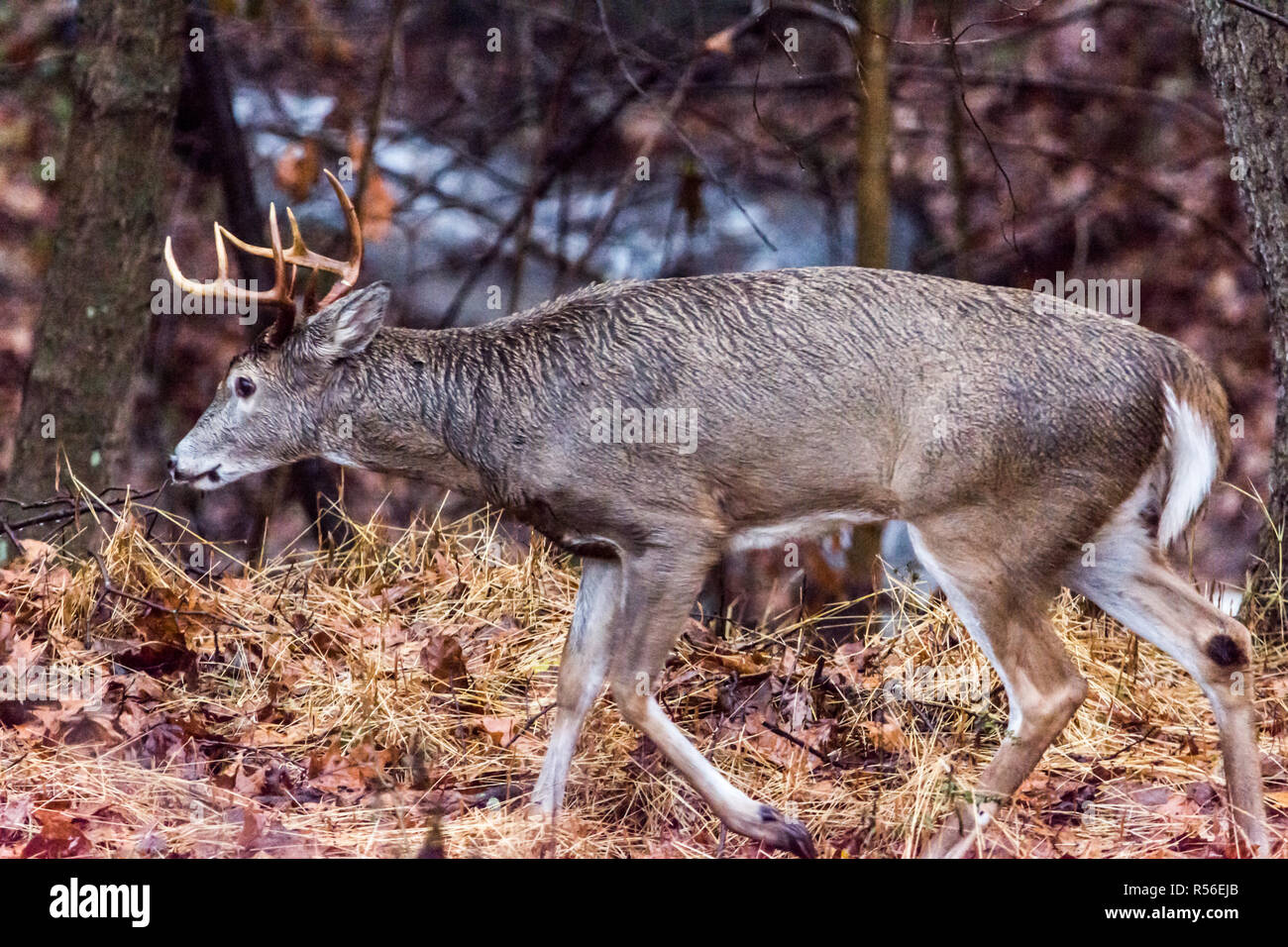 Buck walking through the woods Stock Photo - Alamy