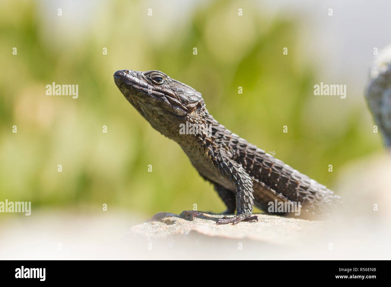 Black girdled lizard Stock Photo - Alamy
