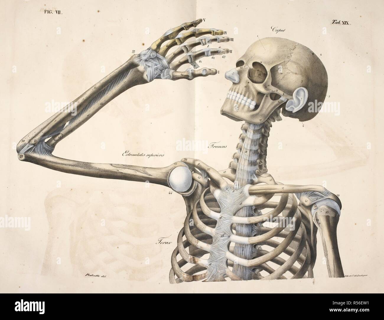 Anatomical drawing. Skeleton, Bones, Skull, neck, ribs, arm and hand ...