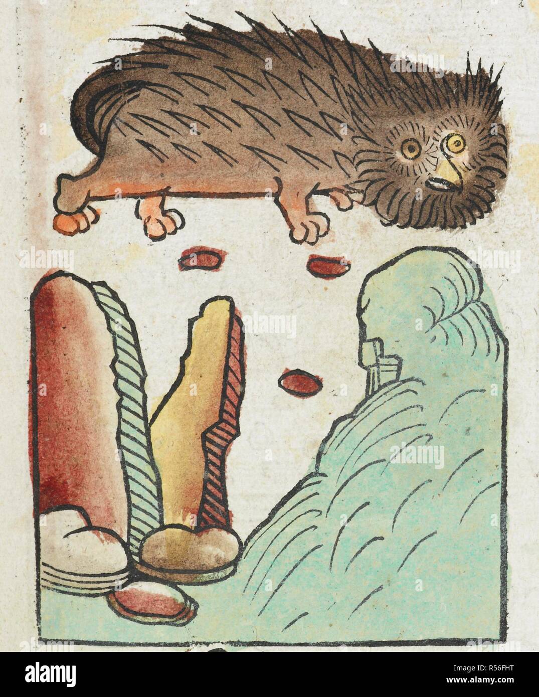 A ziphius, which has an owl-like face. Ortus Sanitatis. De herbis et ...