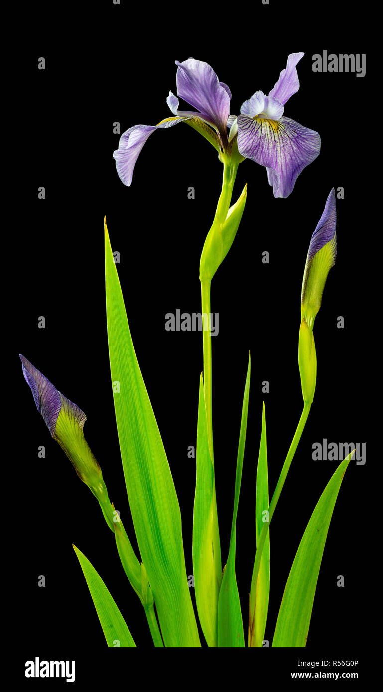 Wild Blue Flag Iris