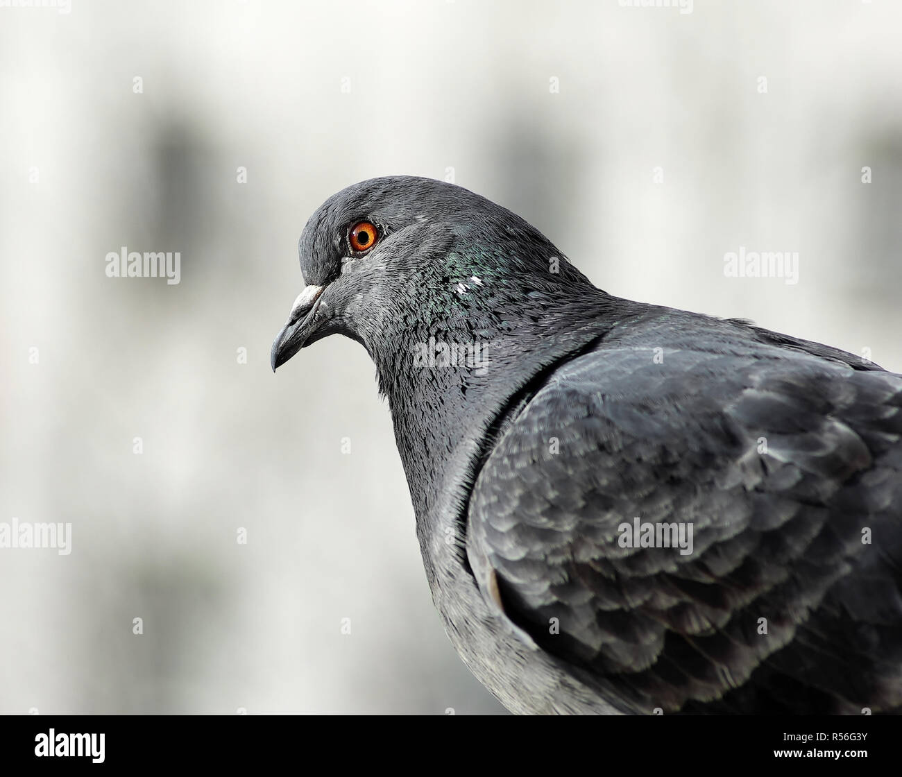 Dove profile side view hi-res stock photography and images - Alamy