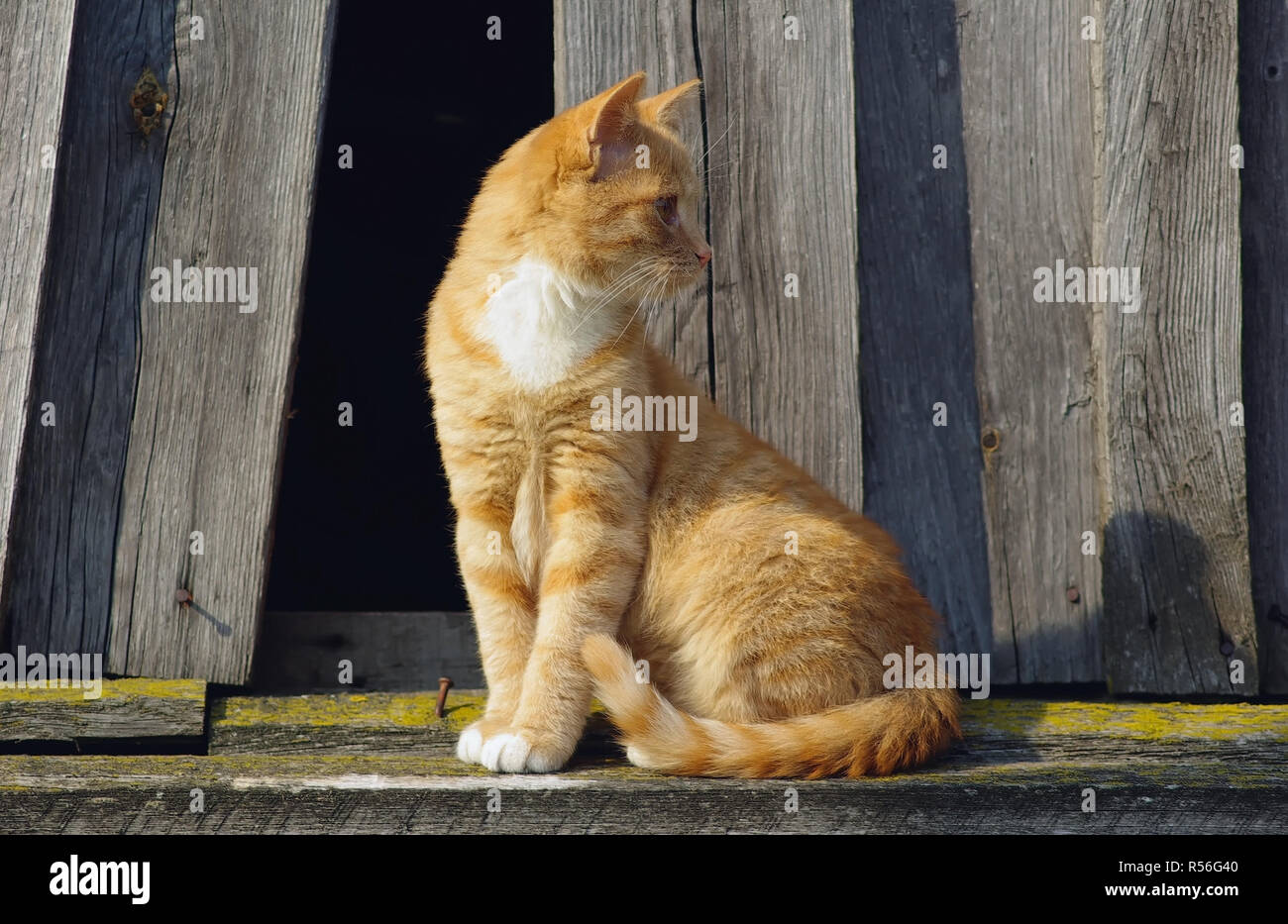 Small ginger cat Stock Photo - Alamy