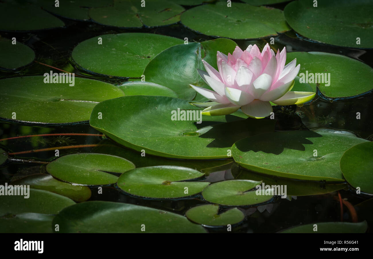 Growing in backyard hi-res stock photography and images - Alamy