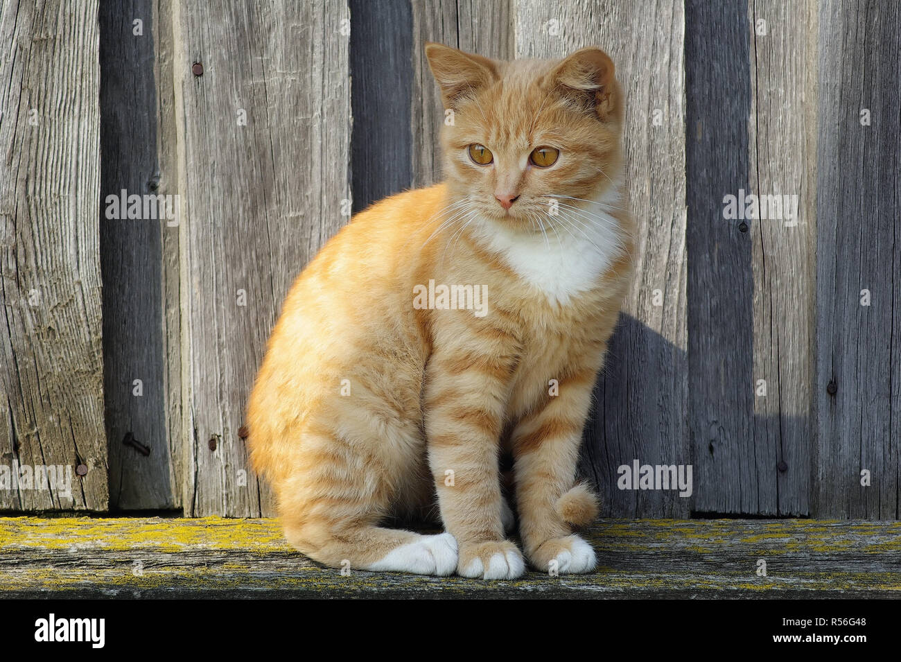 Cute ginger cat Stock Photo - Alamy