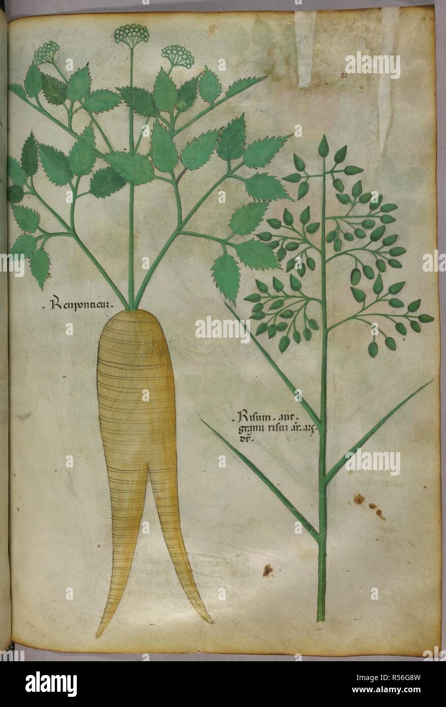 Botanical illustration. Herbal. Italy, N. (Lombardy). Herbal. Italy, N ...