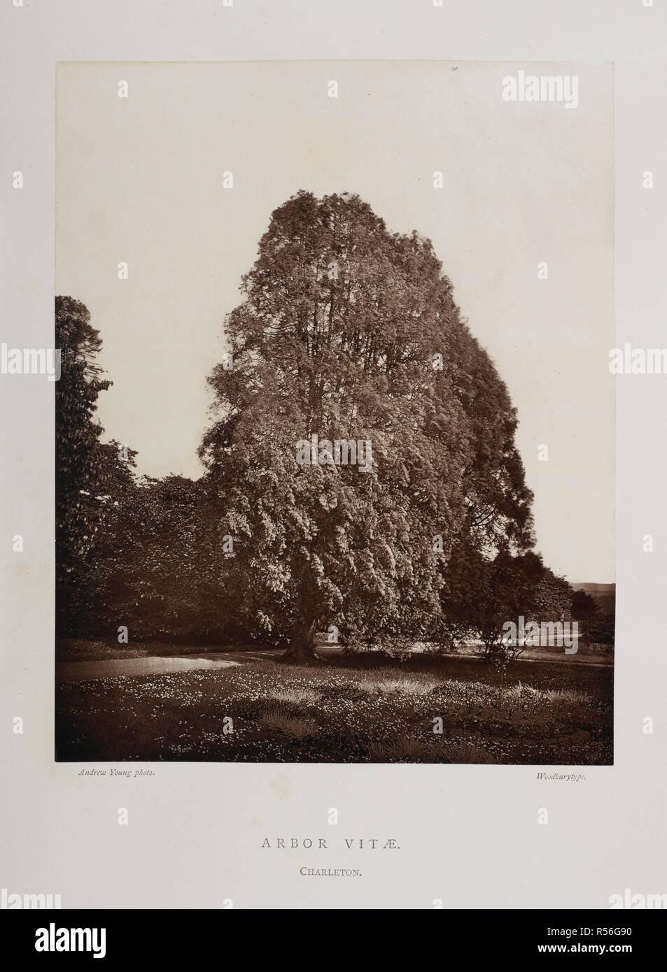 Hs timber hi-res stock photography and images - Alamy