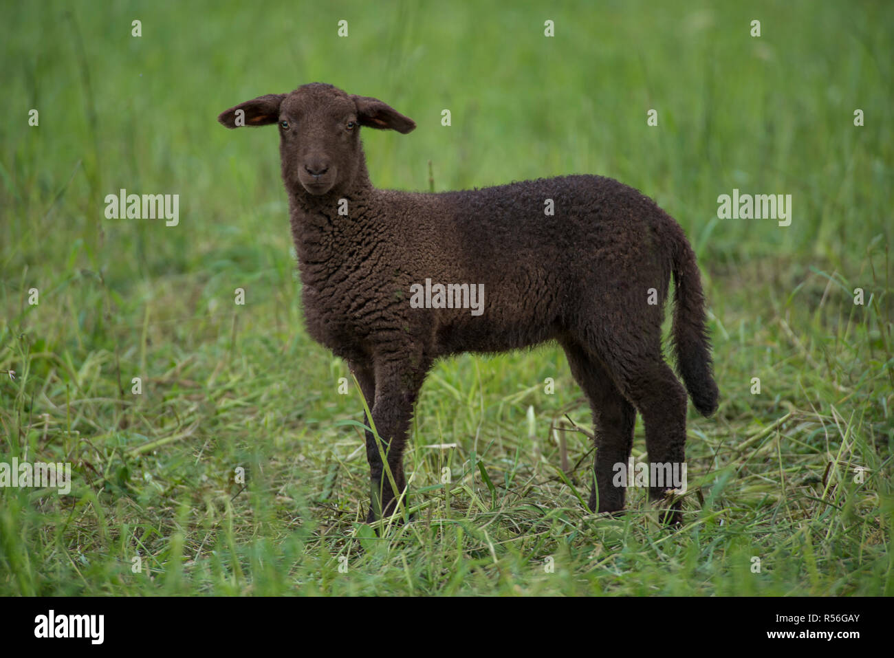 Frugal breed of sheep hi-res stock photography and images - Alamy