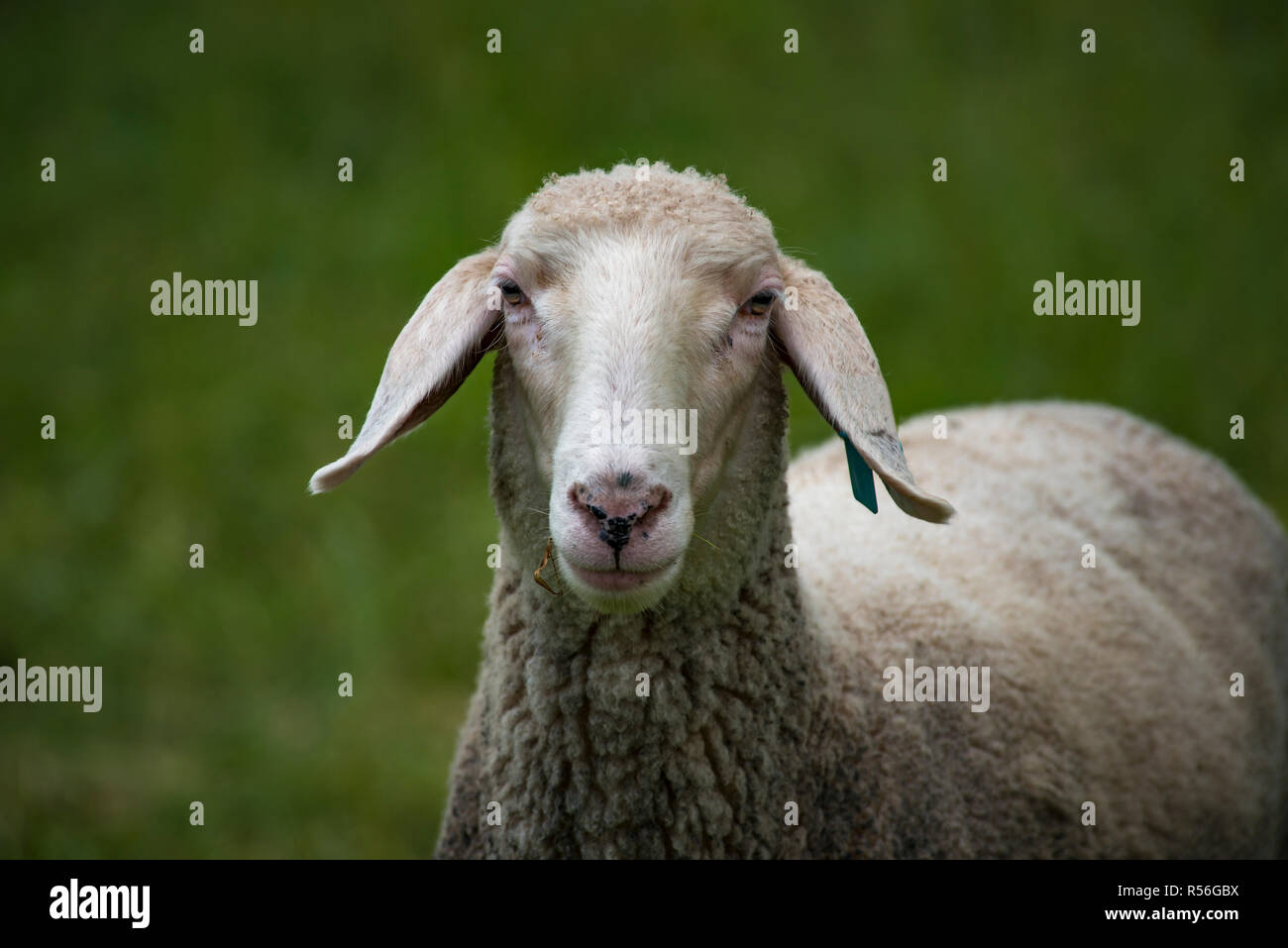 Proud Sheep Farmer Stock Photos & Proud Sheep Farmer Stock Images - Alamy