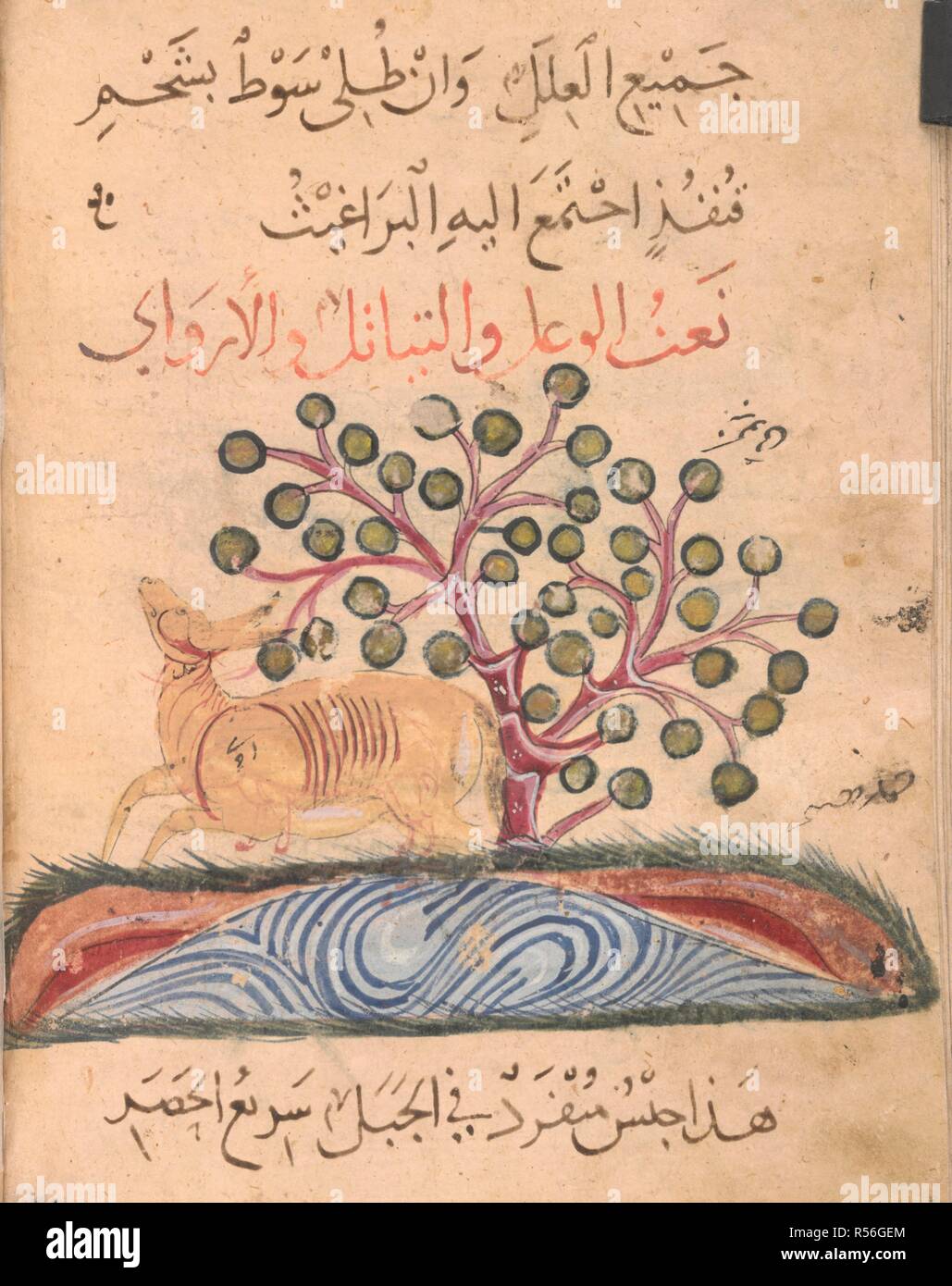 Kitab al hayawan hi-res stock photography and images - Alamy