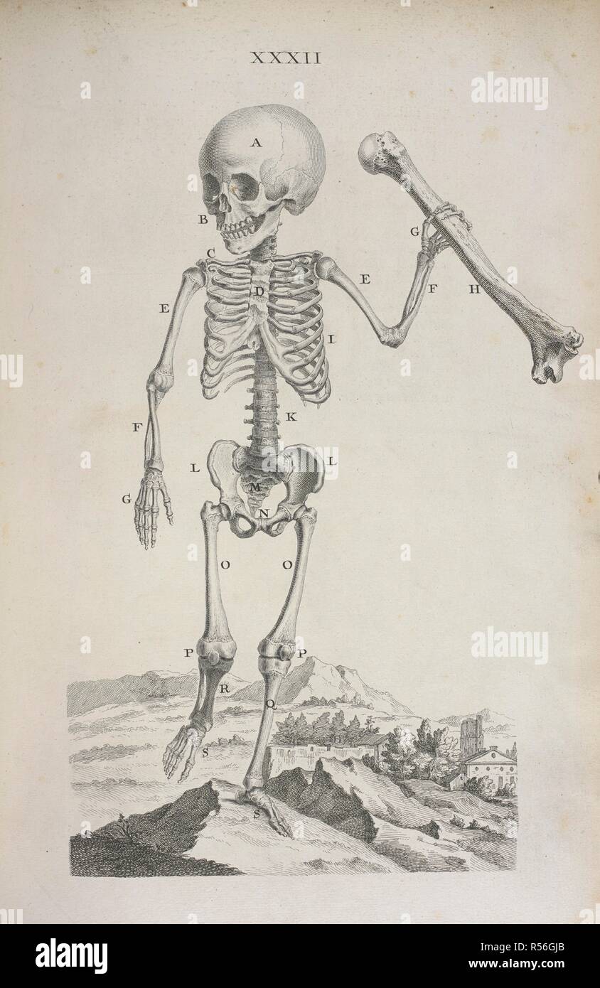 Skeleton of a child one and a half years old holding a thigh bone ...