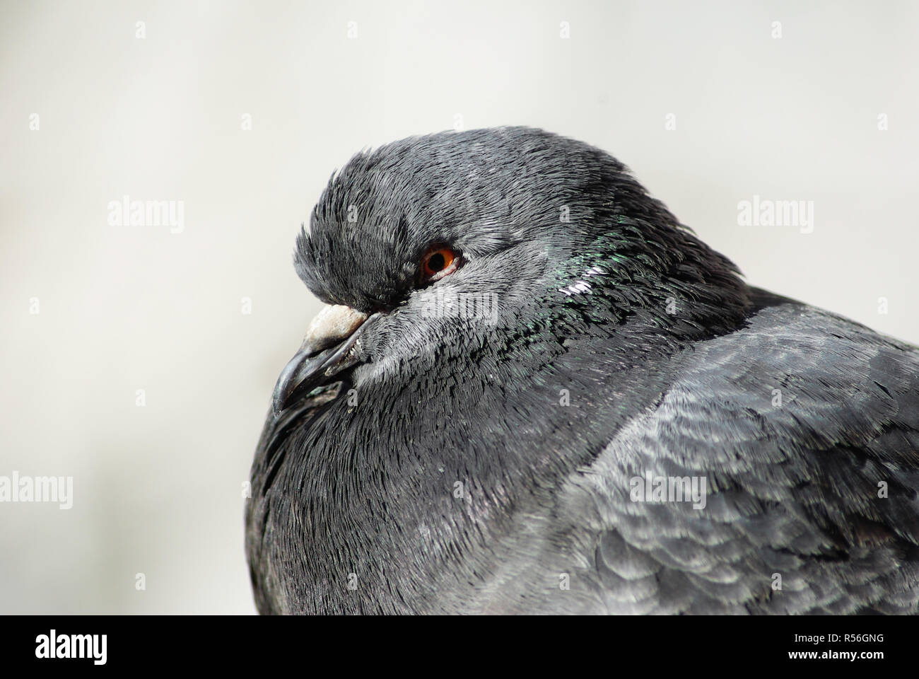 Closeup of pigeon head Stock Photo - Alamy