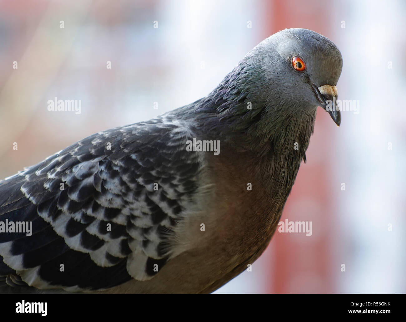 Pigeon profile view hi-res stock photography and images - Alamy