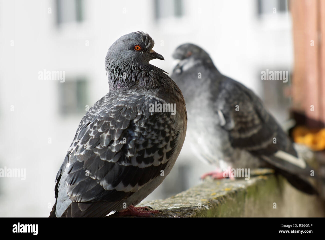 Two pigeons look hi-res stock photography and images - Alamy