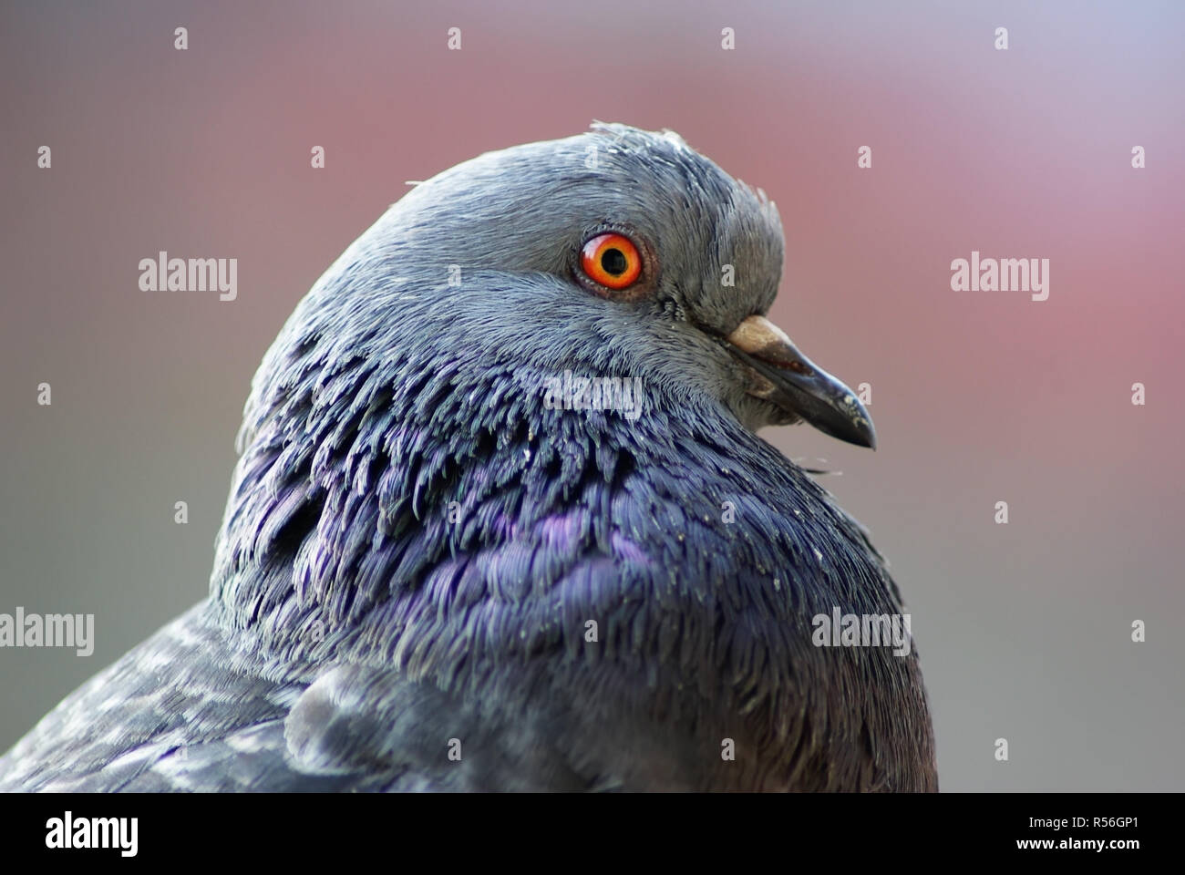 Pigeon profile view hi-res stock photography and images - Alamy