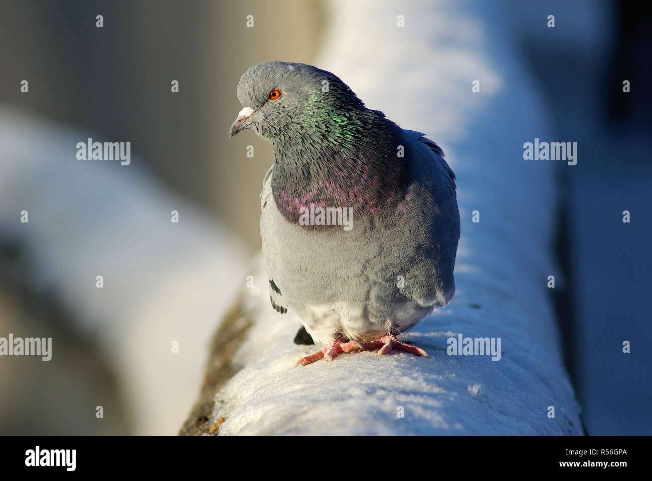 Pigeon and snow Stock Photo - Alamy