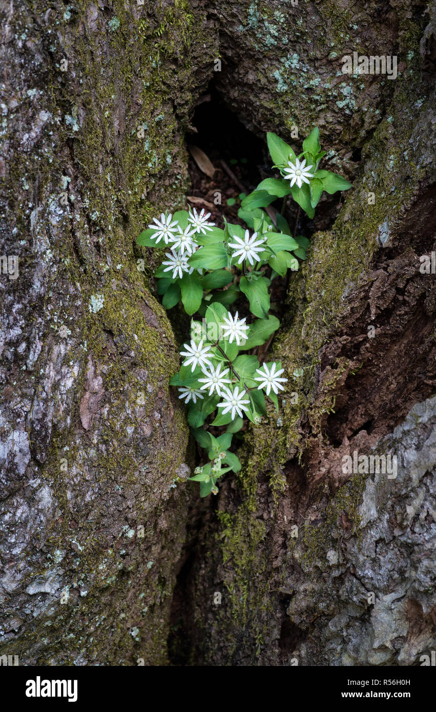 Star chickweed (Stellaria pubera) growing in crevice between two tree ...