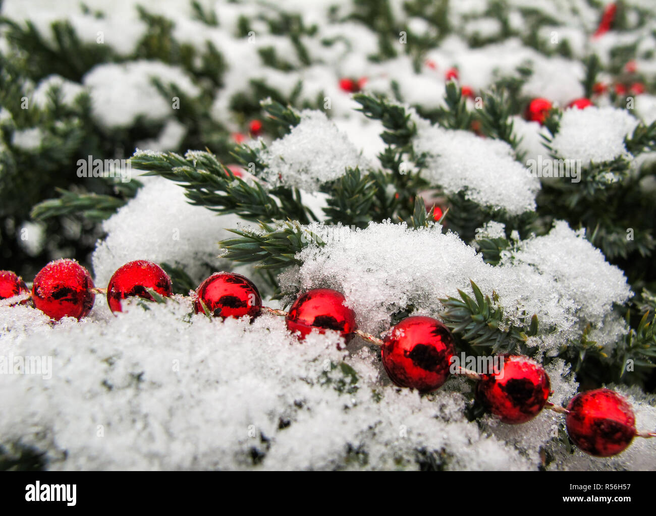 The texture of many conifer tree branches covered with snow and red ...