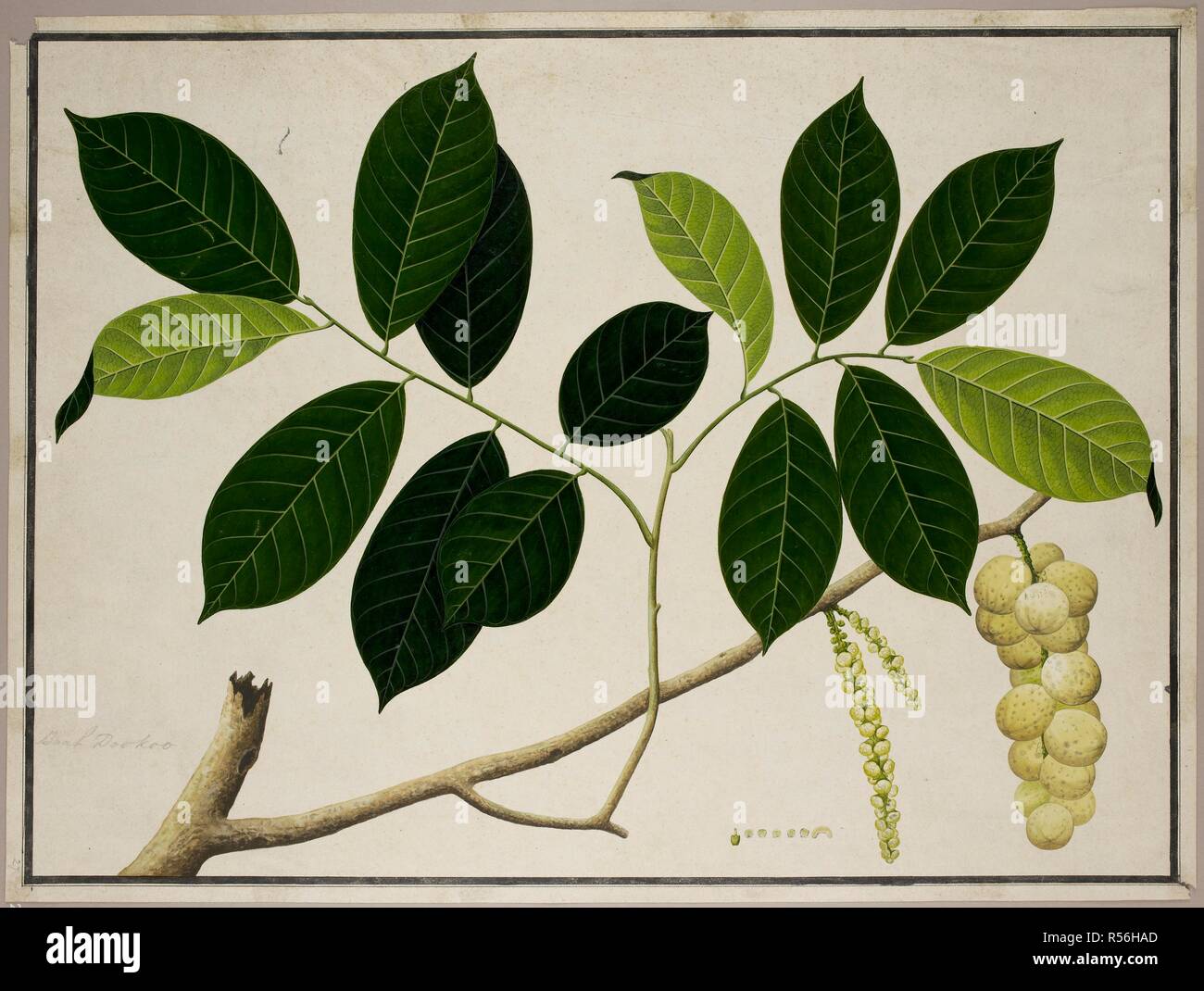 Lansium Domesticum. c.1824. Lansium Domesticum' Jack (Meliaceae ...