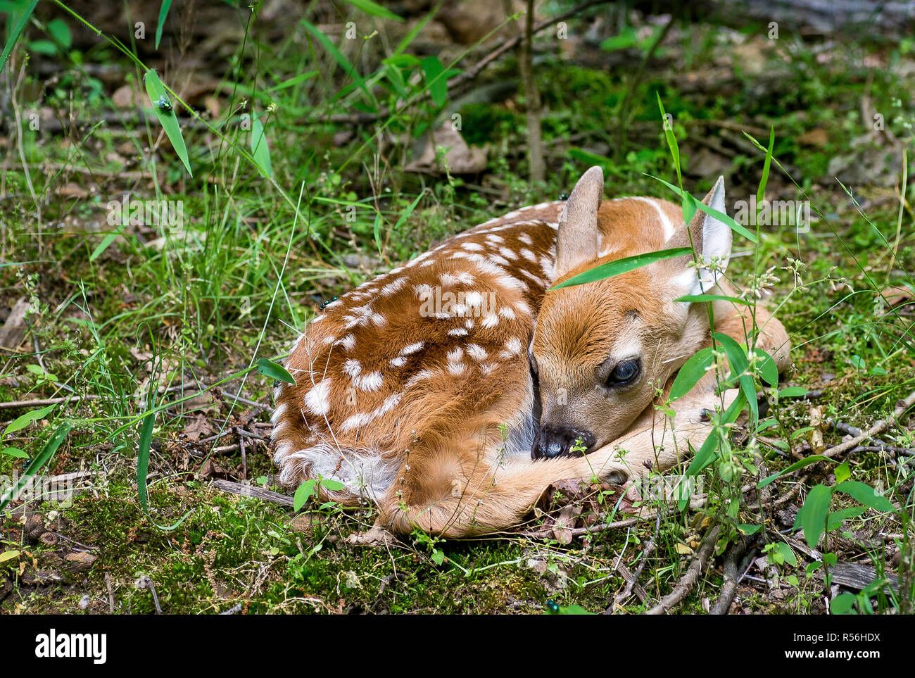 Newborn White Tailed Deer