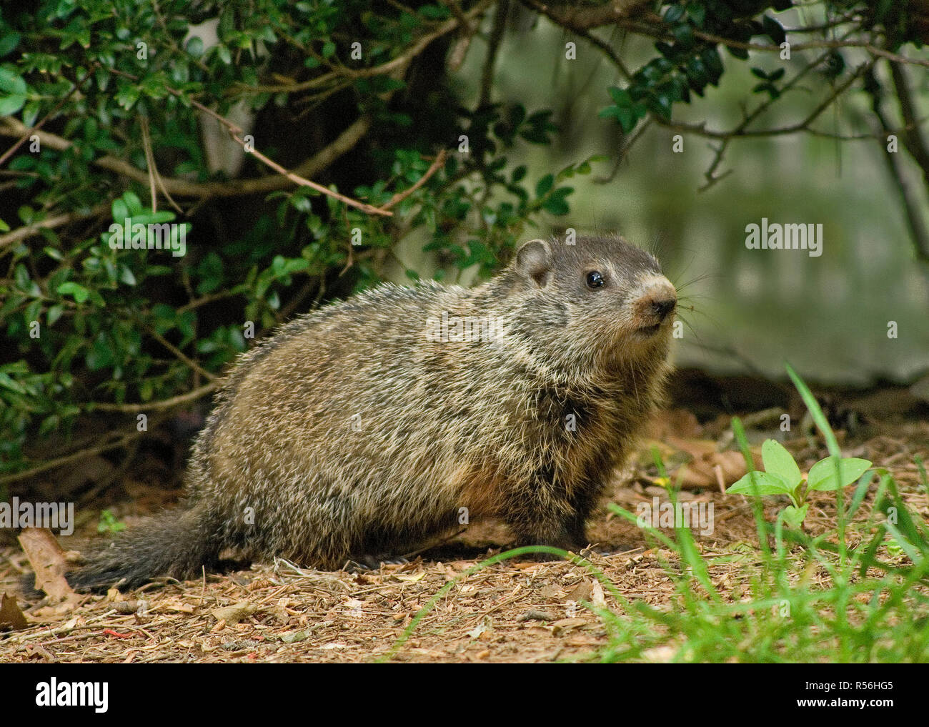 Groundhog (Marmota monax), also called a woodchuck--a large rodent ...