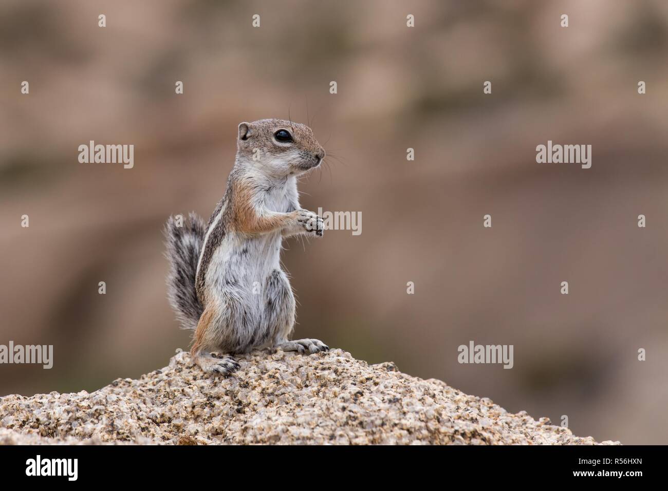 Chipmunk claws hi-res stock photography and images - Alamy
