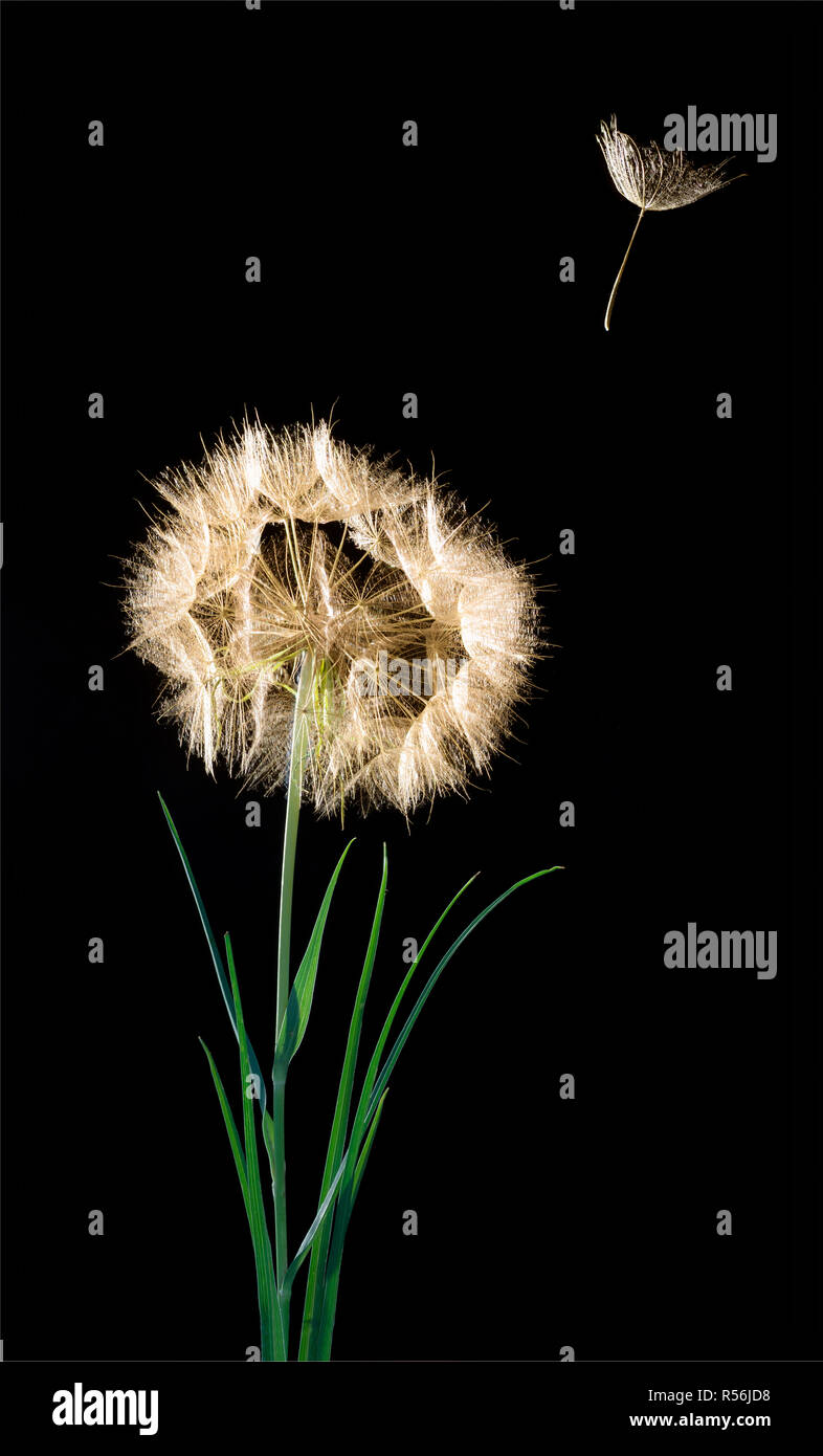 Seed head of meadow goat's beard plant (Tragopogon dubius) with one ...