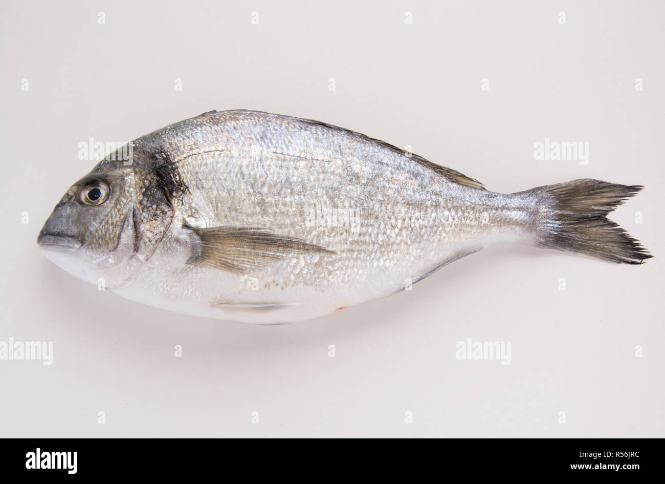 Dorado, sparus, bream fish, mediterranean diet Stock Photo - Alamy