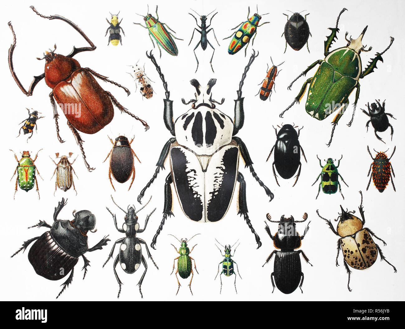 Various beetles, insects, 1895, historical illustration, Germany Stock ...