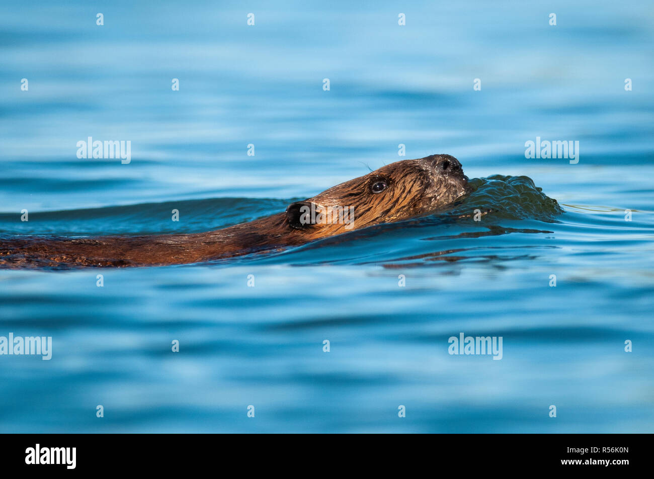 Beaver swimming at the surface of the water in a park along the St ...