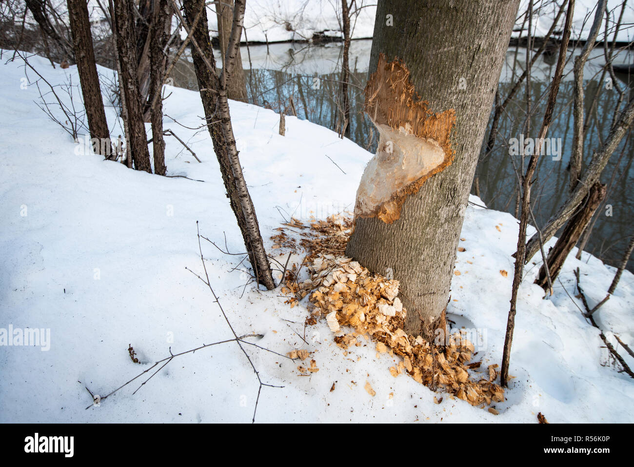 Tree cut down by beavers hi-res stock photography and images - Alamy