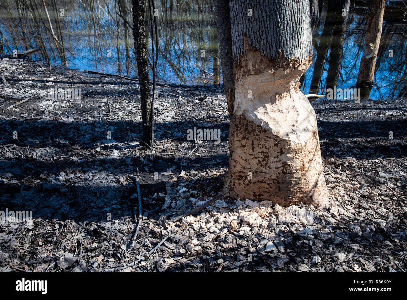 Tree being cut down by beavers in a park Stock Photo - Alamy