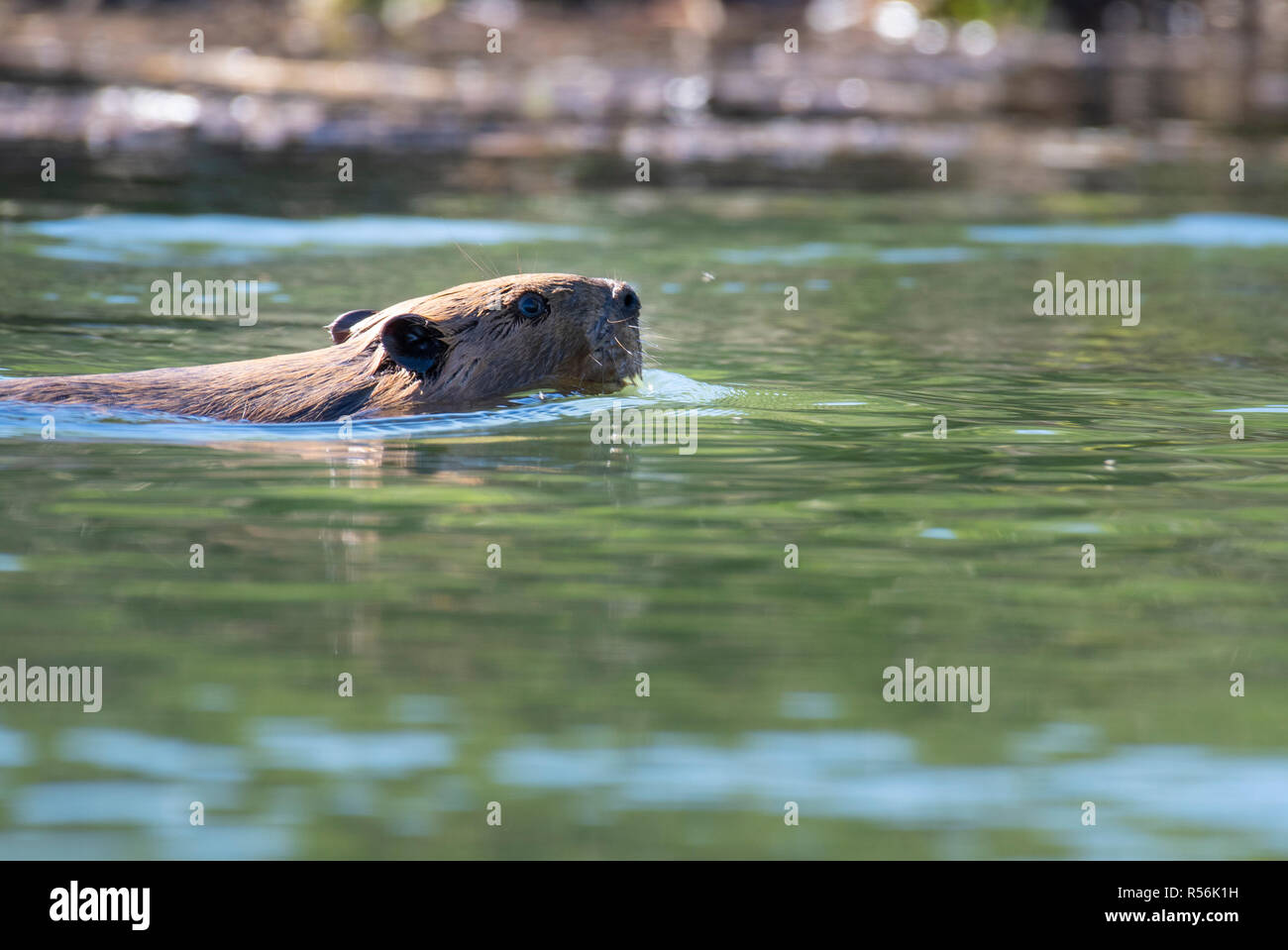 Beaver swimming at the surface of the water in a park along the St ...