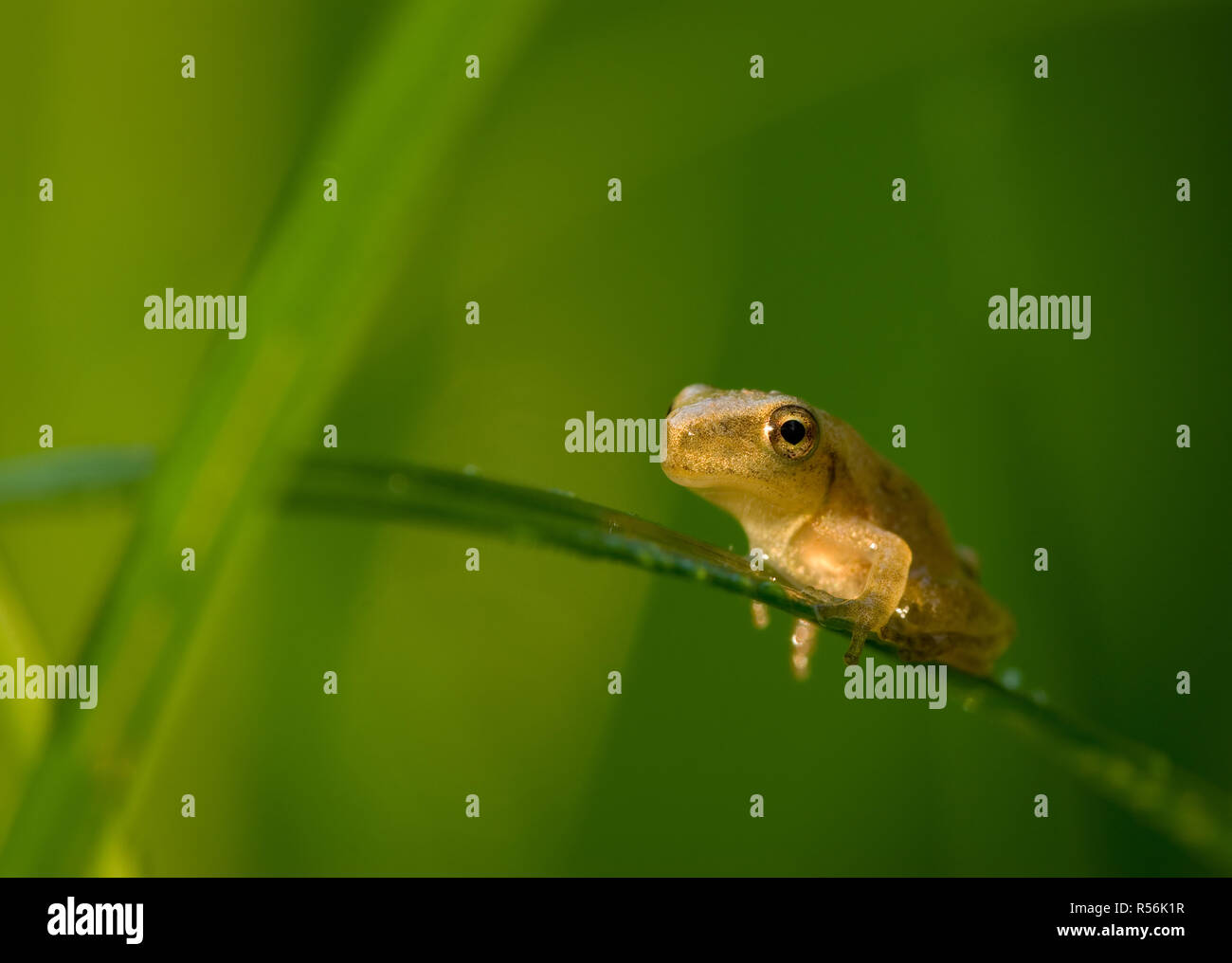 Baby spring peeper (Hyla crucifer) on dew-covered grass in swamp near ...