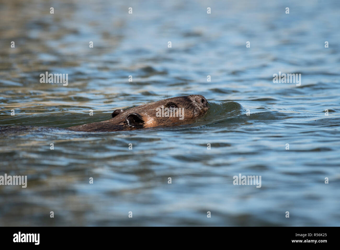 Beaver swimming at the surface of the water in a park along the St ...