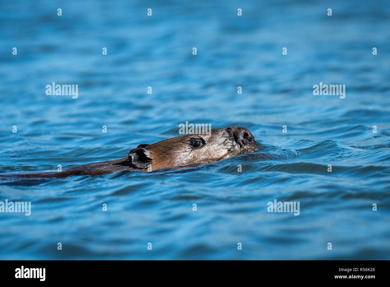 Beaver swimming at the surface of the water in a park along the St ...
