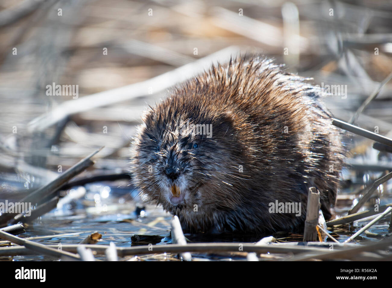 Old beaver resting on the shores of a park along the St. Lawrence River ...