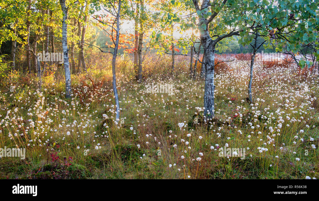 Tawny cottongrass (Eriophorum virginicum) and quaking aspen trees in a ...