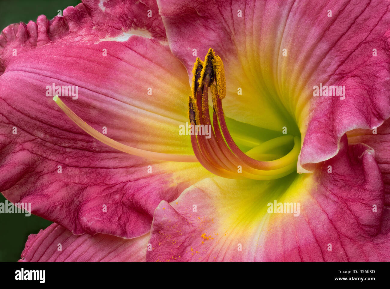 Close view of reproductive part of day lily flower, wth pistol arching ...