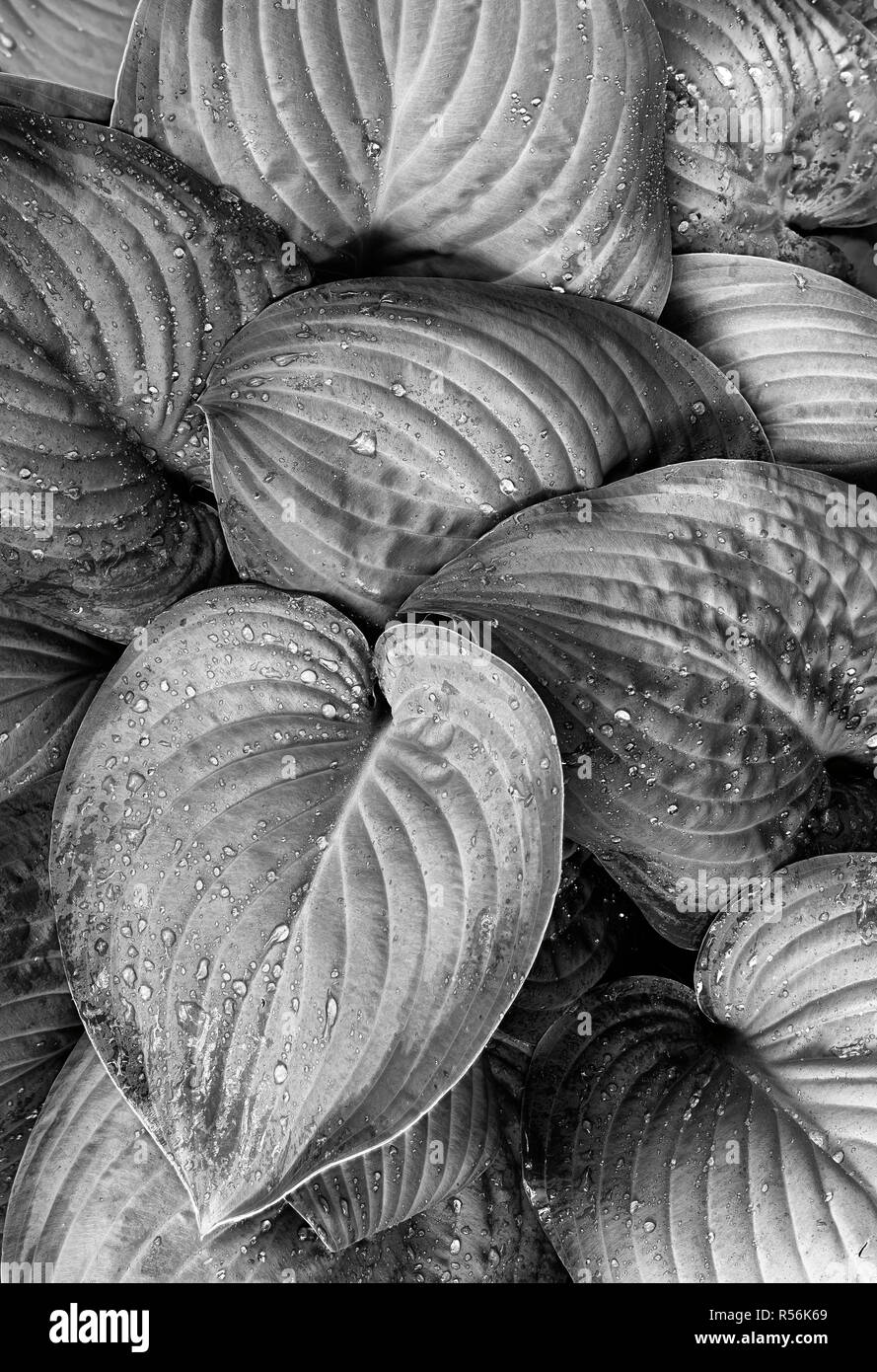Hosta plant after a rain in garden in central Virginia Stock Photo - Alamy