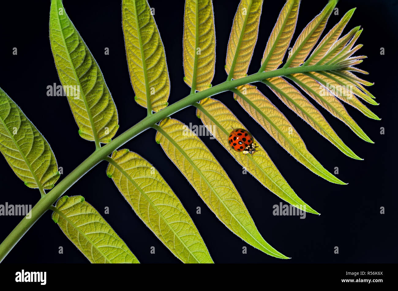 Asian mulitcolored lady beetle (Harmonia axyridis) resting on the ...