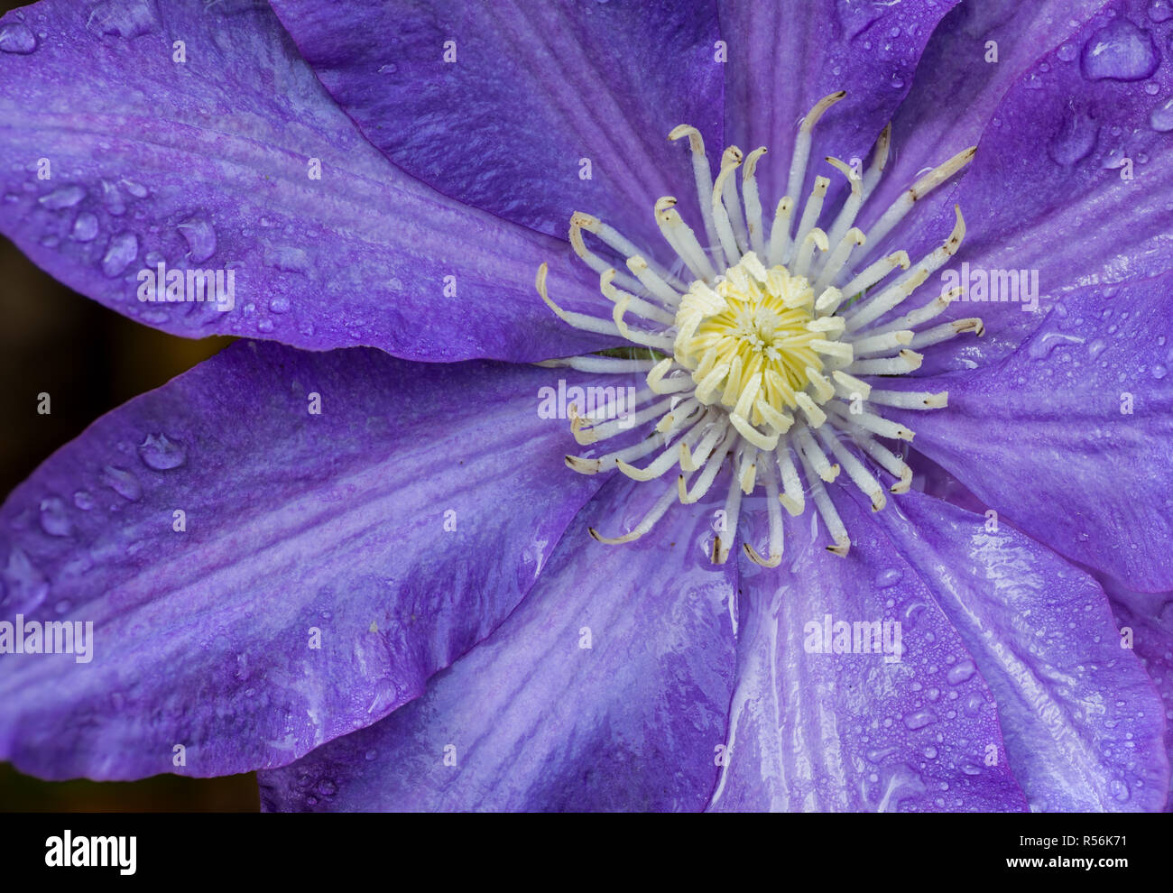 Clematis flower after rainstorm in garden in central Virginia Stock ...