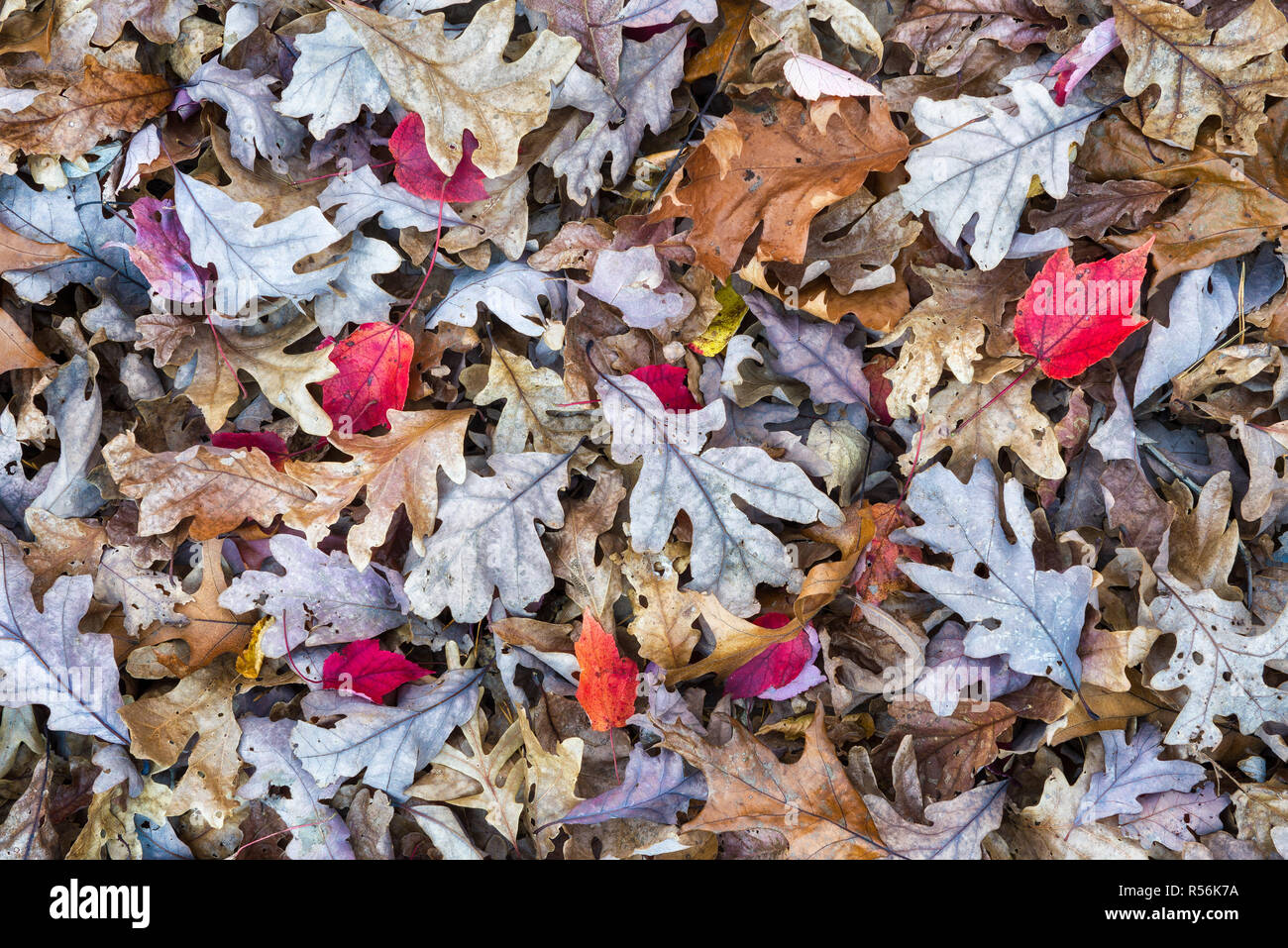 Virginia Oak Trees High Resolution Stock Photography and Images - Alamy