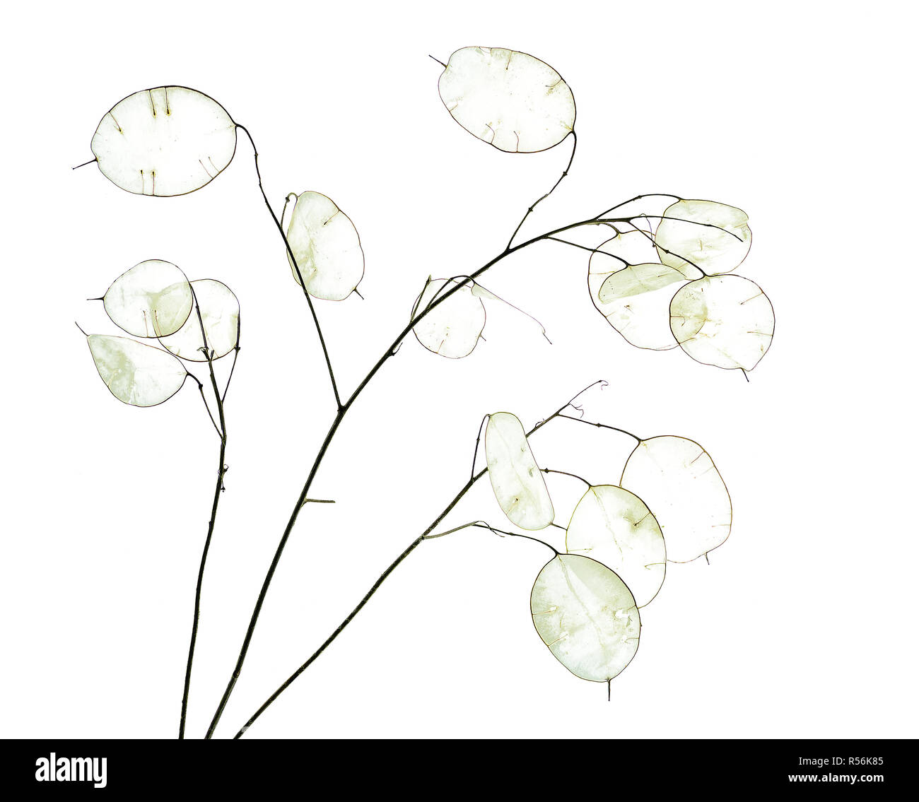 Empty seed pods of money plant (Lunaria annua); also called honesty or ...