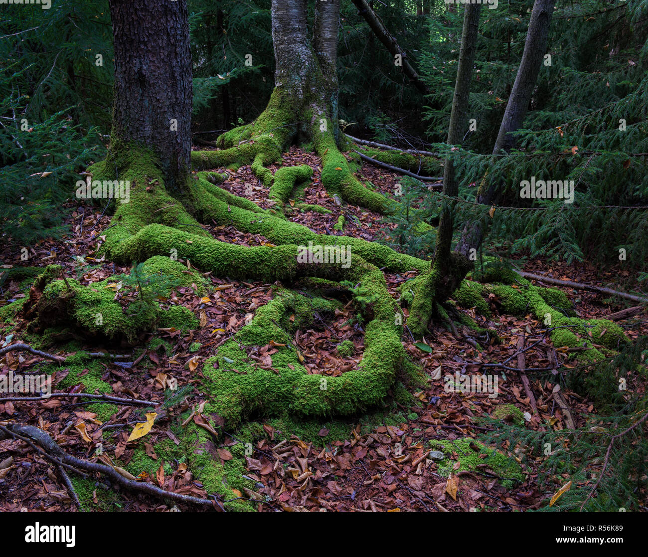Moss-covered roots of trees in forest in Blackwater Falls State Park ...