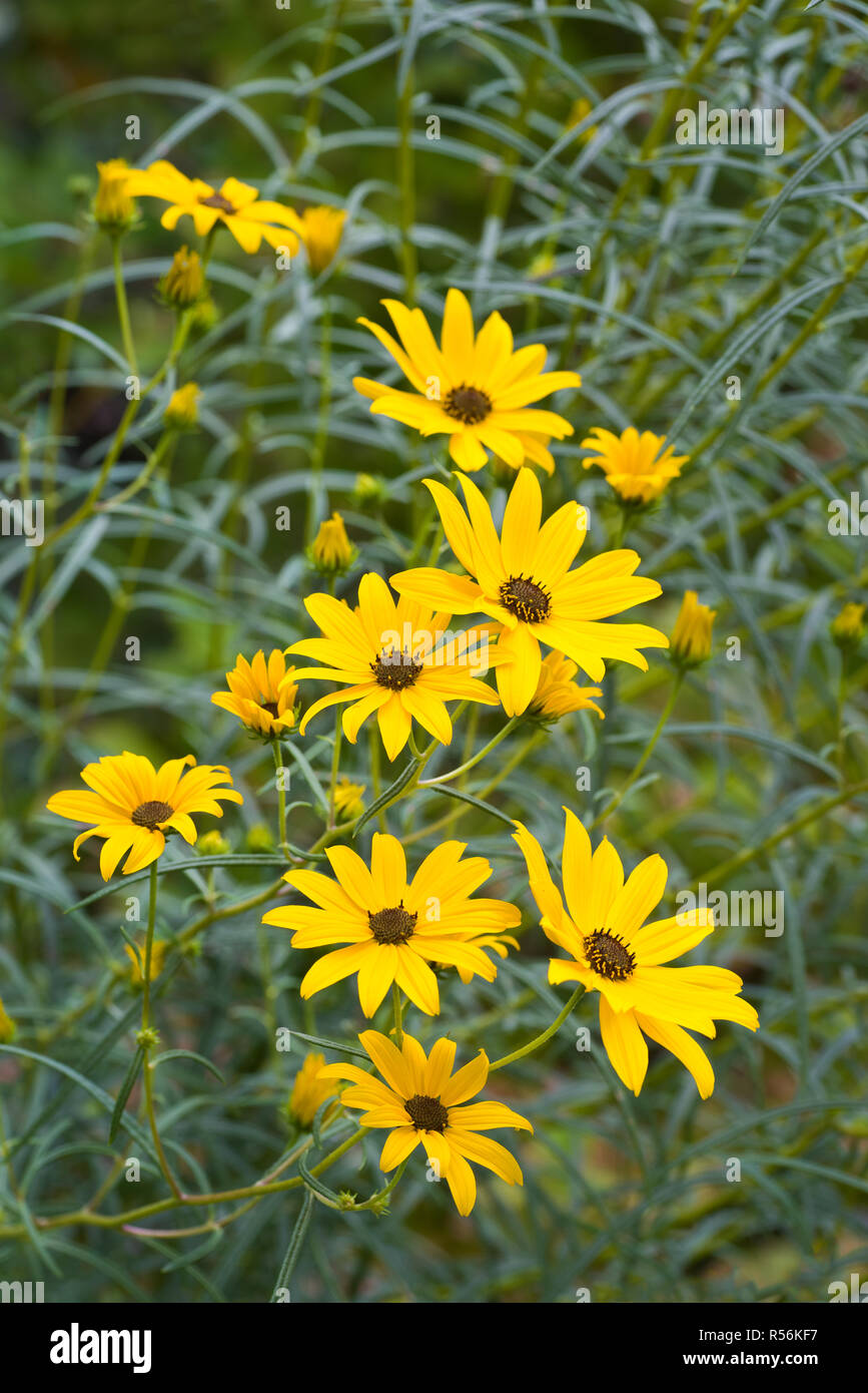 Swamp sunflower, Narrowleaf sunflower, Narrow-leaved sunflower ...