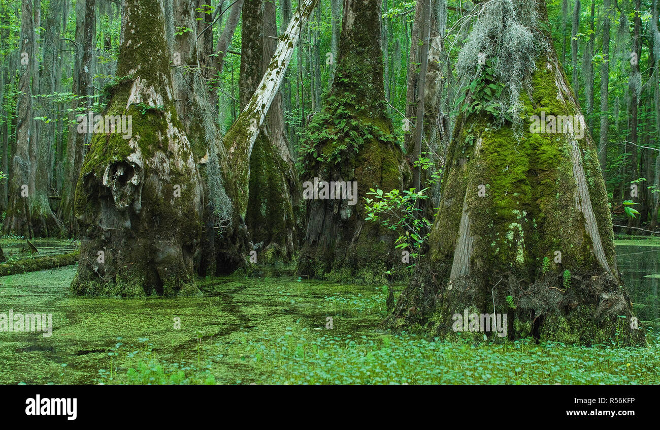 Trunks of ancient swamp tupelo (Nyssa biflora) in swamp along Nottoway ...